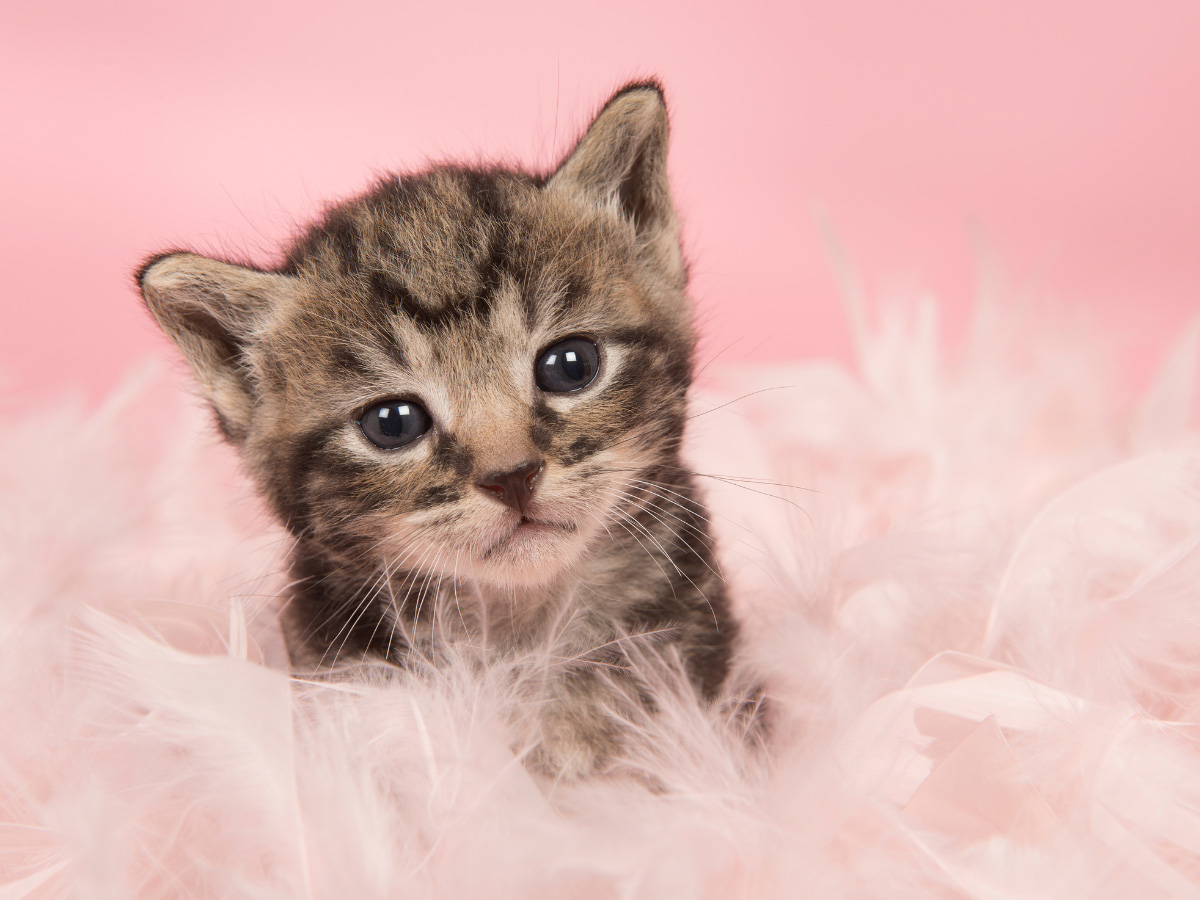 13 Best Cat Cafes in Florida For a Purfect Experience - Florida Travel ...