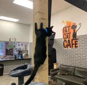 13 Best Cat Cafes in Florida For a Purfect Experience - Florida Travel ...