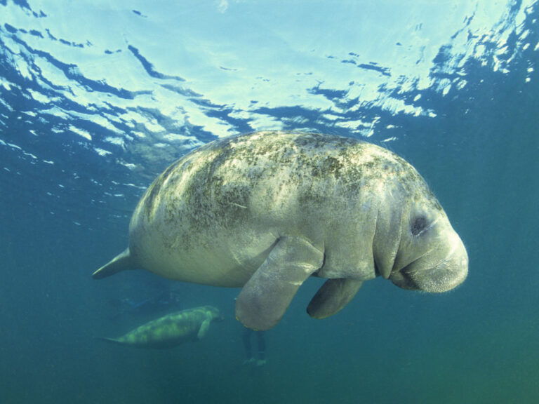 16 Best Places to See and Kayak with Manatees in Florida (+Practical ...