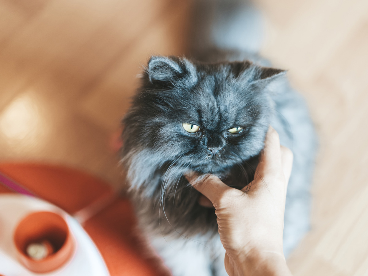 13 Best Cat Cafes in Florida For a Purfect Experience - Florida Travel ...