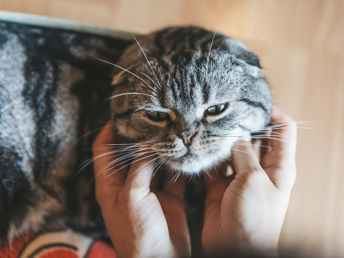 13 Best Cat Cafes in Florida For a Purfect Experience - Florida Travel ...