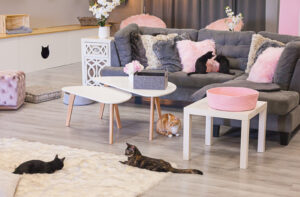 13 Best Cat Cafes in Florida For a Purfect Experience - Florida Travel ...