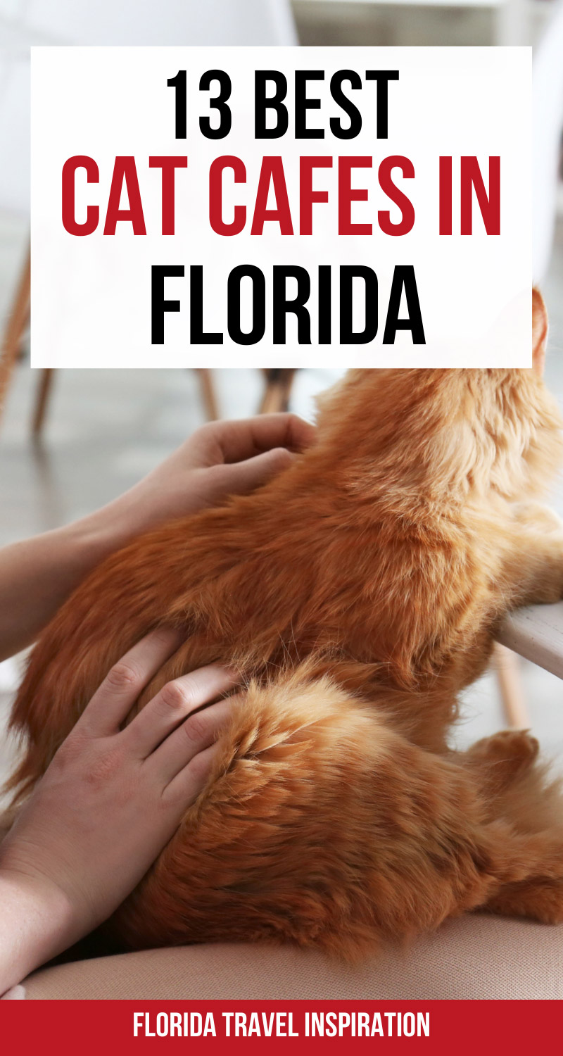 13 Best Cat Cafes in Florida For a Purfect Experience - Florida Travel ...