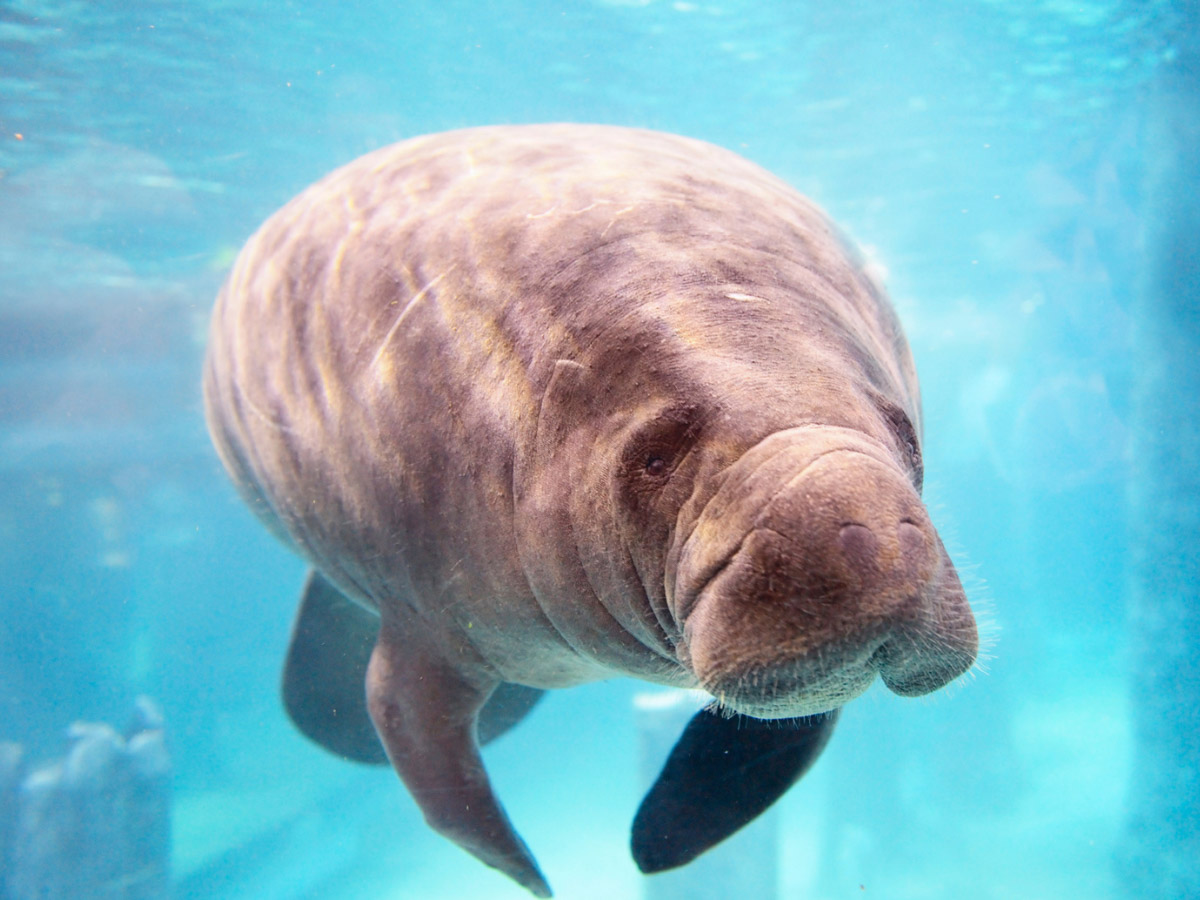 How to Swim with Manatees in Florida (+ Where to Go & FAQs) - Florida ...