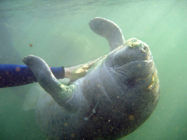 How to Swim with Manatees in Florida (+ Where to Go & FAQs) - Florida ...