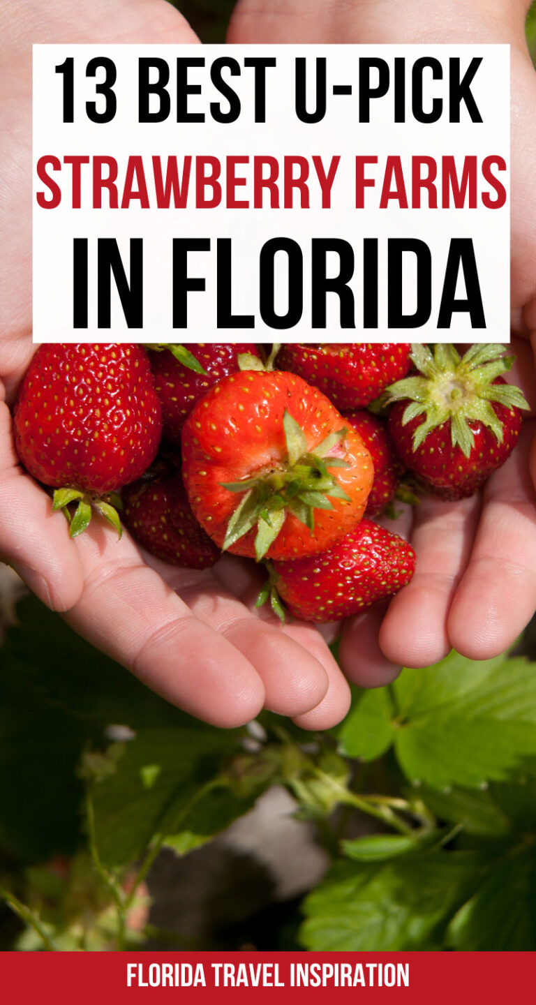 Strawberry Picking in Florida: 13 Best Strawberry Farms in Florida to ...