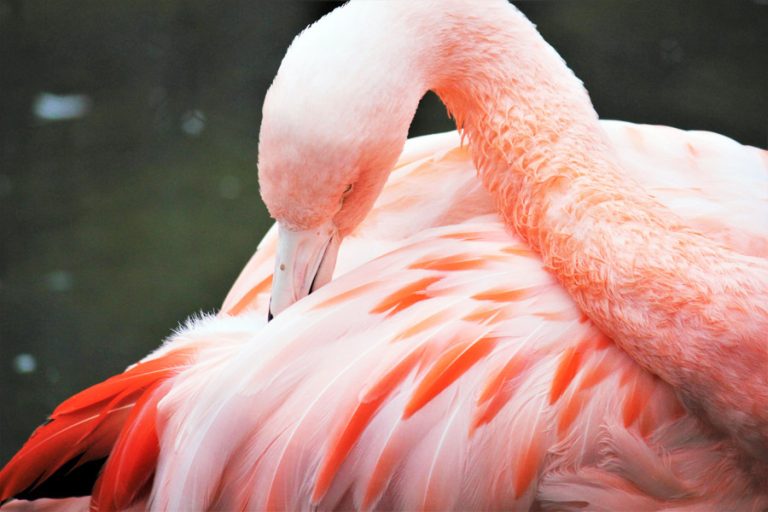Where to See Flamingos in Florida: 15 Best Places - Florida Travel ...